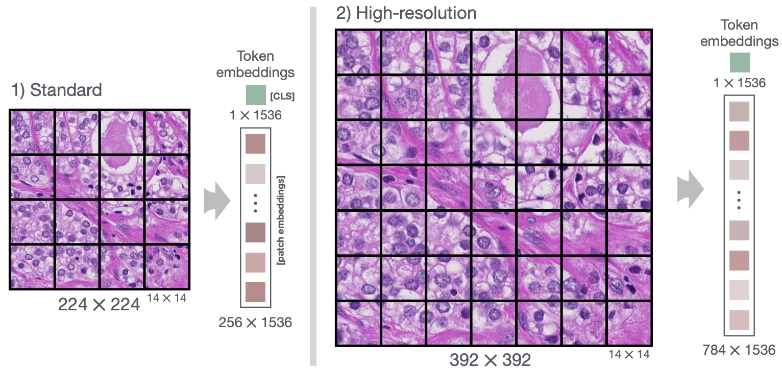 Pathology Foundation Models | Mikhail Karasikov